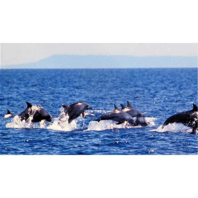 Panglao:Balicasag Island Tour with Turtle & Dolphin Watching - What You Need to Know Before Booking