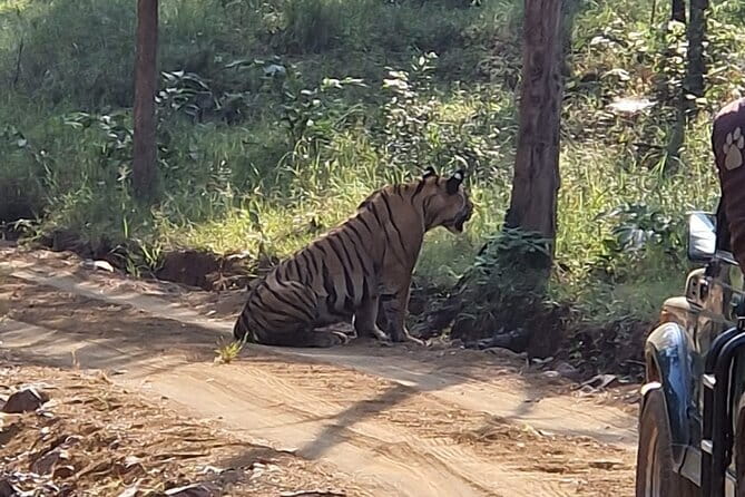 Panna National Park and Tiger Reserve Jeep Safari from Khajuraho - The Realities of Wildlife Watching