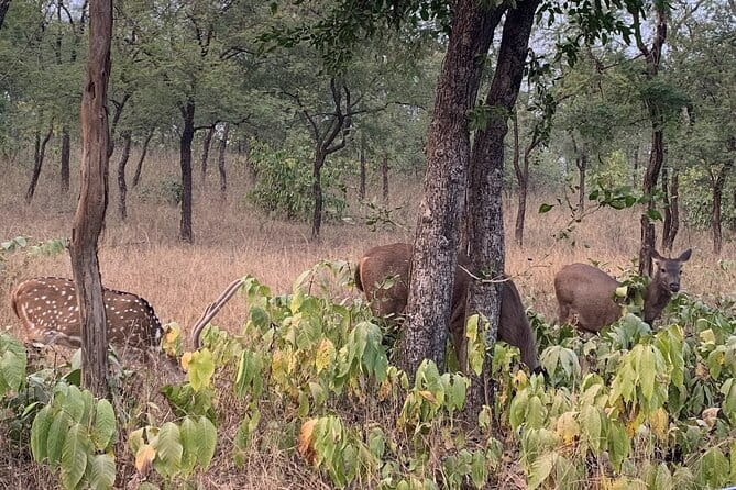 Panna National Park and Tiger Reserve Jeep Safari from Khajuraho - The Sum Up