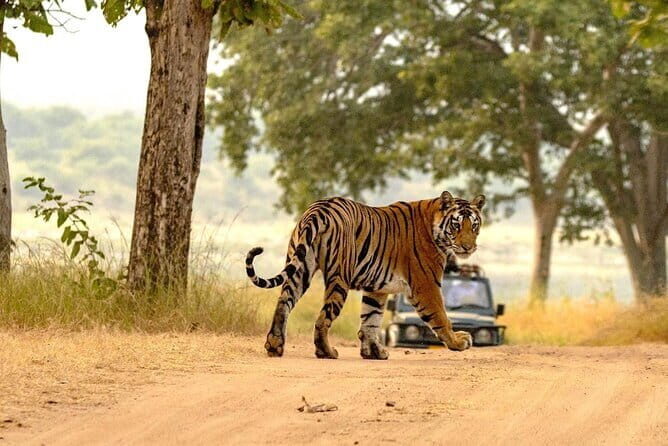 Panna National Park Tiger Safari with Transfer from Khajuraho - The Experience in Detail