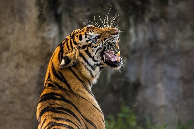 Panna Tiger Reserve Buffer Zone Safari - Key Points