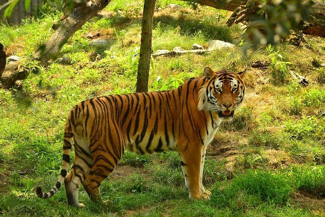 Panna Tiger Reserve Tour from Khajuraho - Key Points