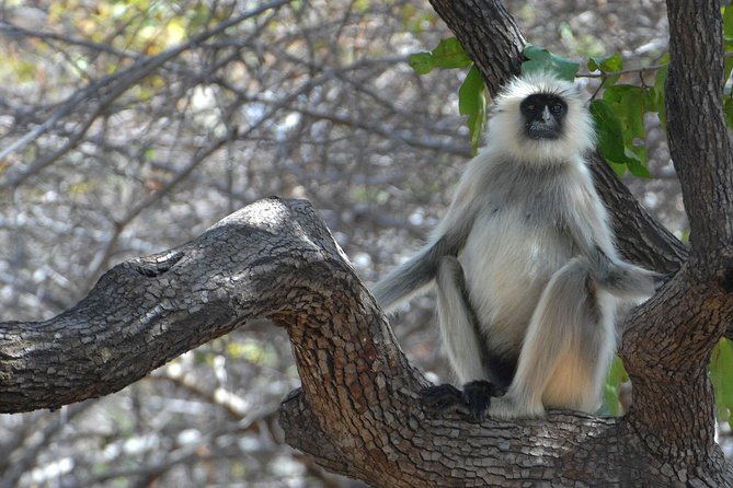 Panna Tiger Reserve Tour from Khajuraho - Why This Tour Is Worth Considering