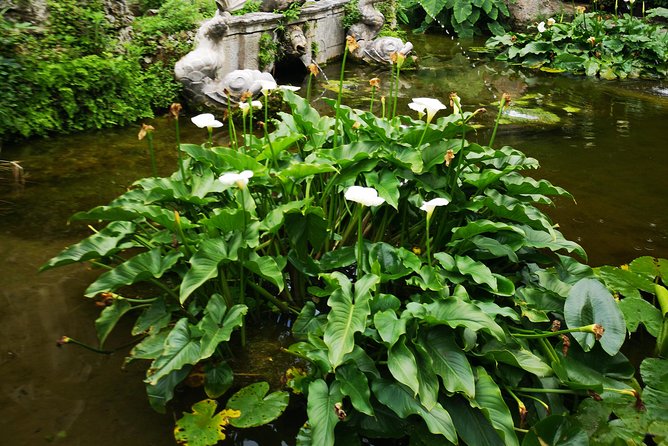 Panorama Dubrovnik & Arboretum Trsteno PRIVATE TOUR - Recommended for Visitors