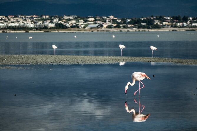 Panoramic and Old Cagliari Tour - Highlights of the Tour: From Poetto Beach to Monte Urpinu
