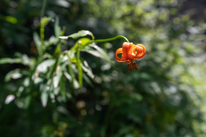 Panoramic hike in Julian Alps - Who This Tour Is Best For