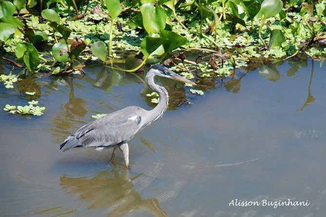 Pantanal Day Trip - All Inclusive - Leaving Campo Grande - Pickup and Timing Details