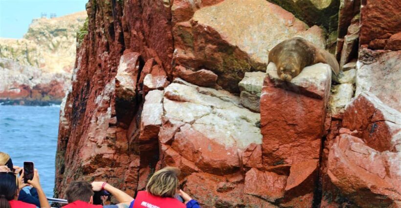 Paracas: Ballestas Islands Guided Boat Tour - Why the Paracas: Ballestas Islands Guided Boat Tour is Worth Considering