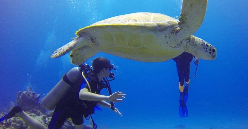 Paracas: Diving - Dive into the sea - Key Points