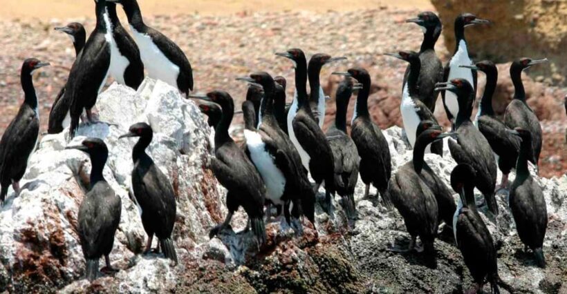 Paracas National Reserve Tour - Discovering the Paracas National Reserve