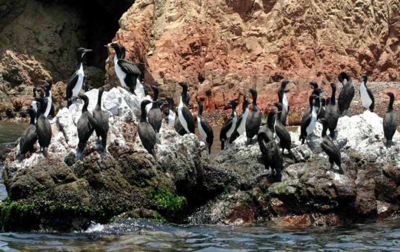 Paracas: Short excursion to Ballestas Island | Sea lions | - Who Should Consider This Tour?