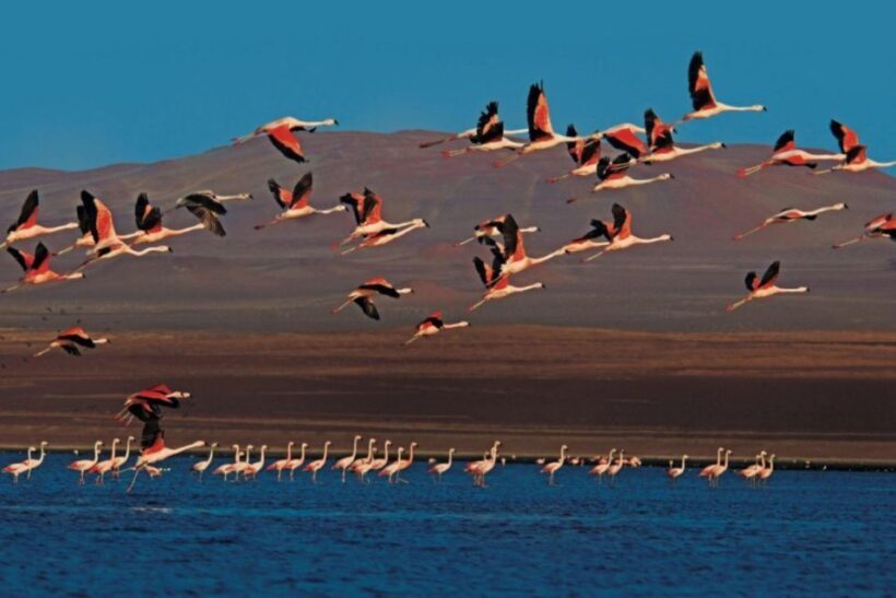 Paracas : Sunset tour in the Paracas National Reserve - Who Should Consider This Tour?