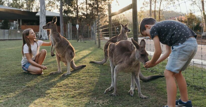 Paradise Country: Ultimate Aussie Farm Experience - Key Points
