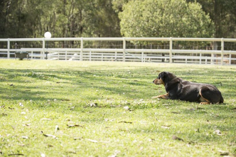 Paradise Country: Ultimate Aussie Farm Experience - An Honest Look at Paradise Country