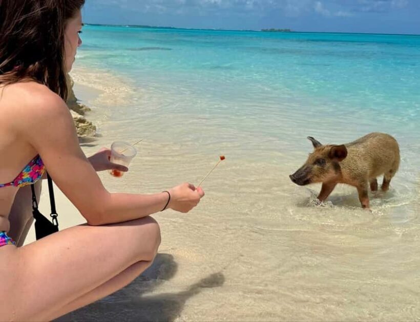 Paradise Found In Hog Haven: Ultimate Beach Escape - Final Thoughts