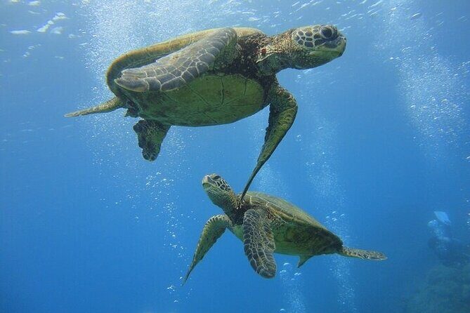 Paradise Honu Morning Snorkeling Tour - An In-Depth Look at the Paradise Honu Snorkeling Experience