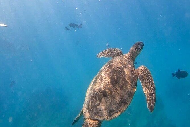 Paradise Honu Morning Snorkeling Tour - Frequently Asked Questions