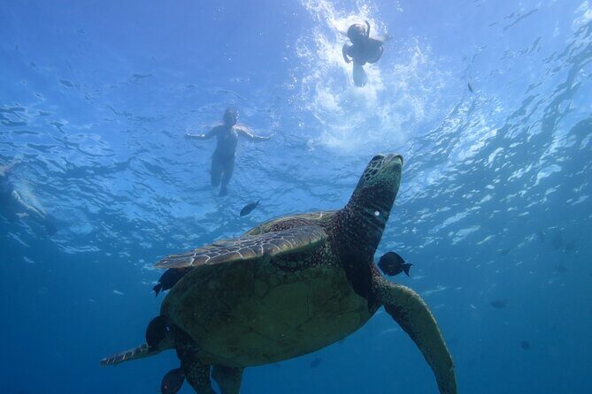 Paradise Honu Snorkeling Tour - An In-Depth Look at the Experience