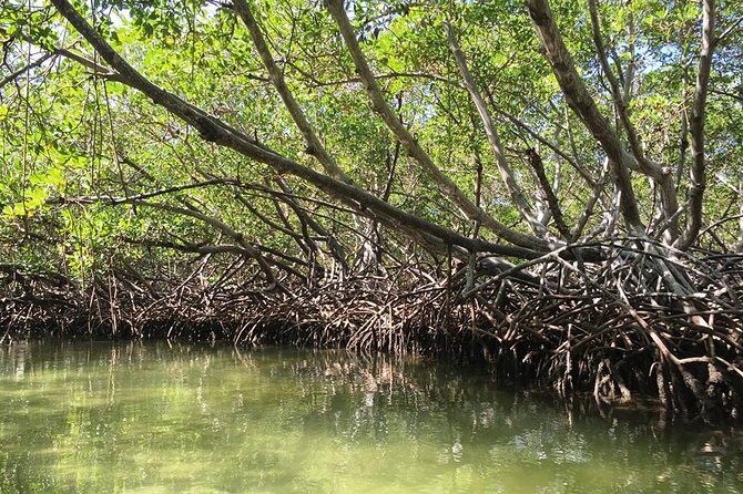 Paradise Island & Mangroves Tour - Who Will Love This Tour?