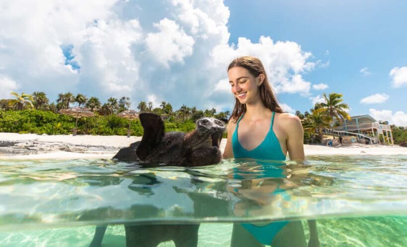 Paradise Island: Rose Island Tour with Swimming Pigs & Lunch - A Detailed Look at the Rose Island Experience