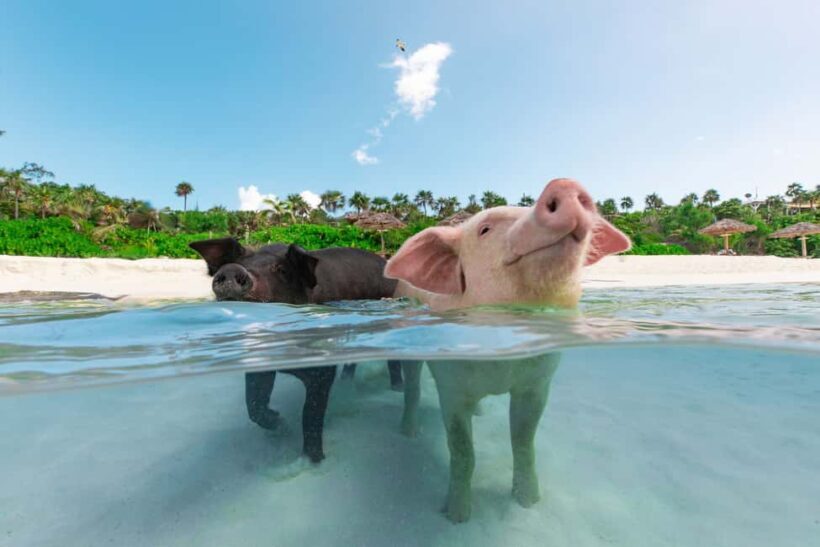 Paradise Island: Rose Island Tour with Swimming Pigs & Lunch - Who Should Consider This Tour?