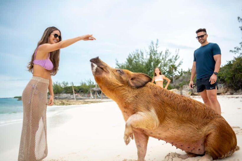 Paradise Island: Rose Island Tour with Swimming Pigs & Lunch - FAQ