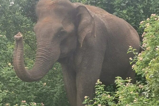 Paradise Udawalawe Safari Tours - Final Thoughts: Is It Worth It?