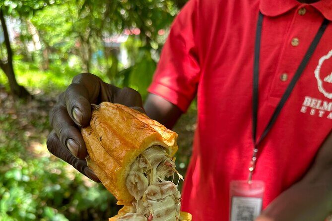 Paradise Unveiled Full Day Island Escape - The Authenticity and Quality of Guides