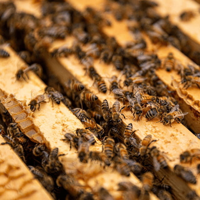 Paradise Valley: Bee Adventure Tour! - An In-Depth Look at the Paradise Valley Bee Adventure Tour