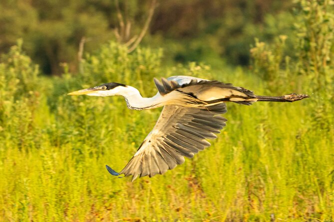 Paraguay River Nature and Wildlife Boat Tour From Asunción - Tour Overview and Details