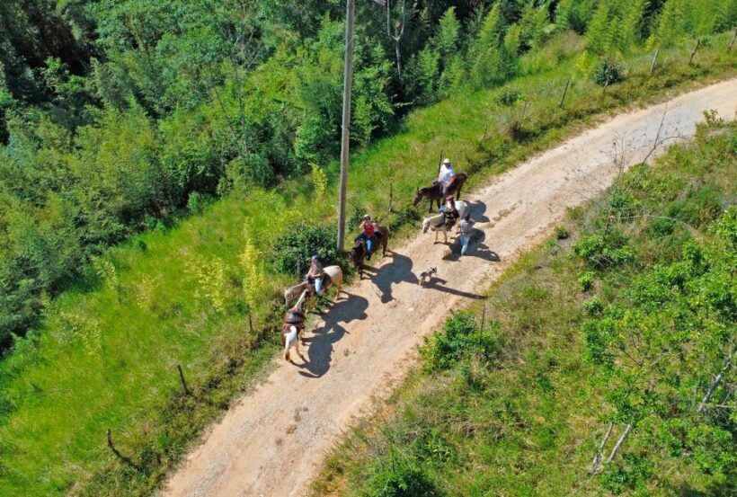 Paraty: 3-Hour Rainforest Horseback Ride - An In-Depth Look at the 3-Hour Rainforest Horseback Ride