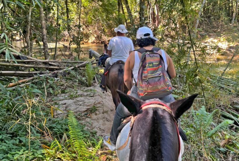 Paraty: 3-Hour Rainforest Horseback Ride - Practical Tips for Your Ride