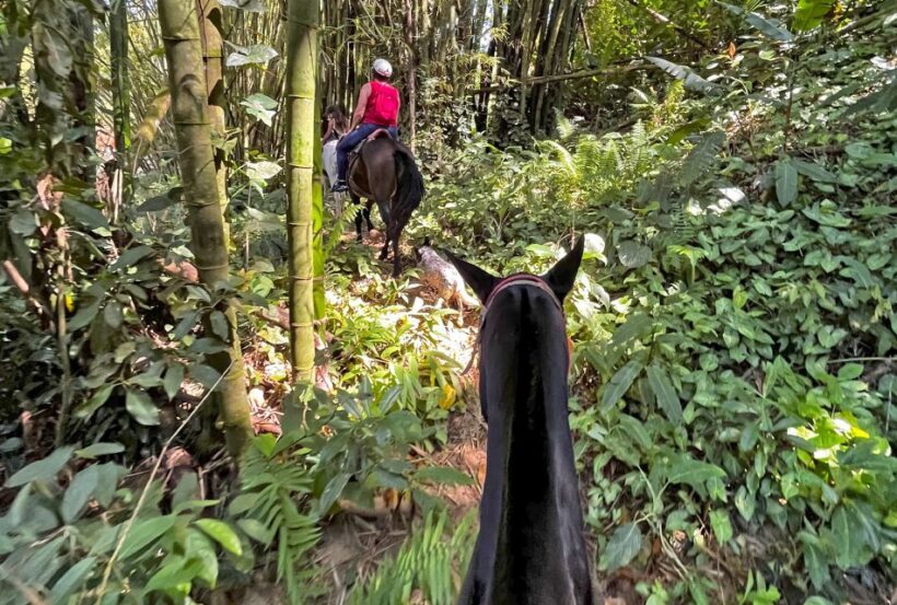 Paraty: 3-Hour Rainforest Horseback Ride - Who Will Love This Experience?
