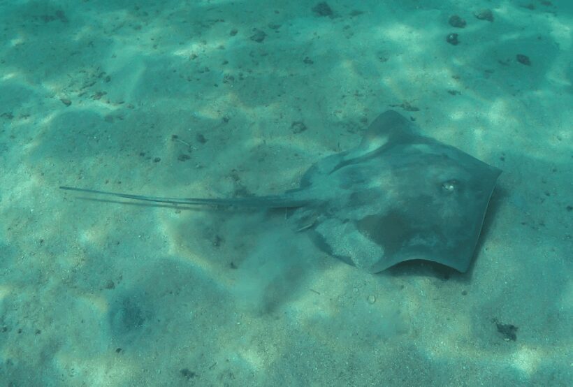 Paraty: Discovery Scuba Diving Experience for Beginners - FAQs