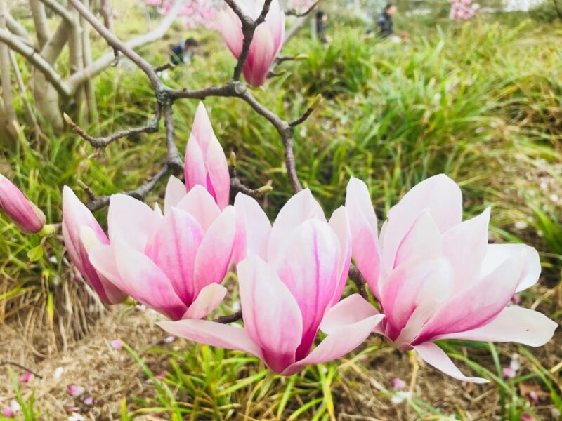 Paris 1h30-Hour Perfume Walking Tour - FAQ