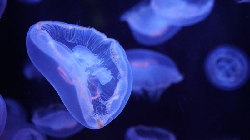Paris: Aquarium de Paris Entrance Ticket - Practical Tips for Visiting