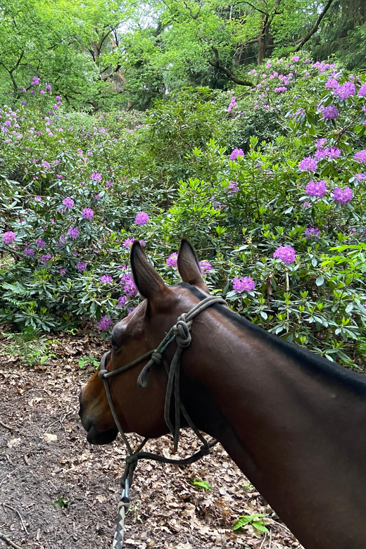 Paris: Aumont-en-Halatte Horseback Riding Tour - FAQ