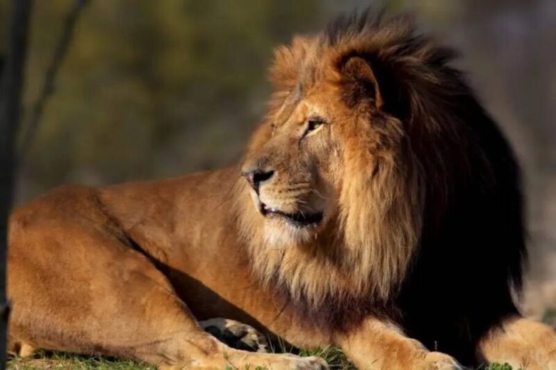 Paris: Paris Zoological Park Entrance Ticket - FAQ: Common Questions Answered