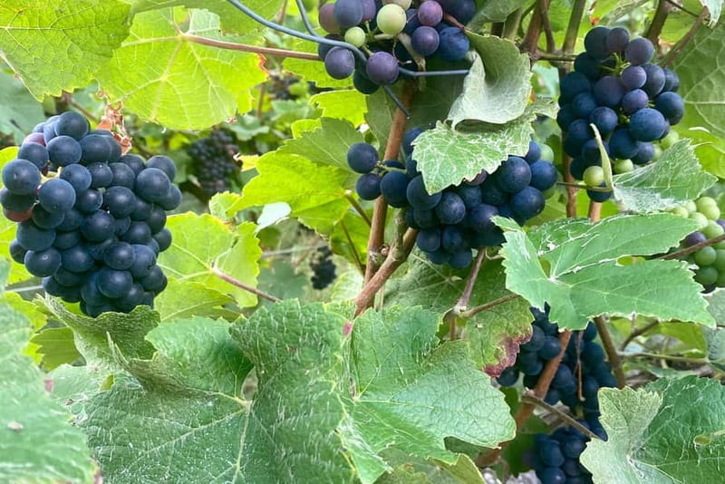 Paris: Ruinart and Veuve Clicquot Champagne Tour by Mercedes - Who Is This Tour Best For?