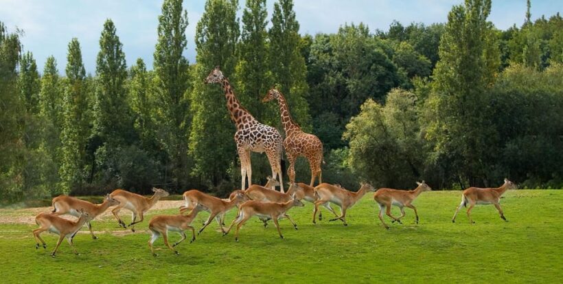 Paris: Thoiry Castle and Safari Park Private Tour - A Closer Look at What You’ll Experience