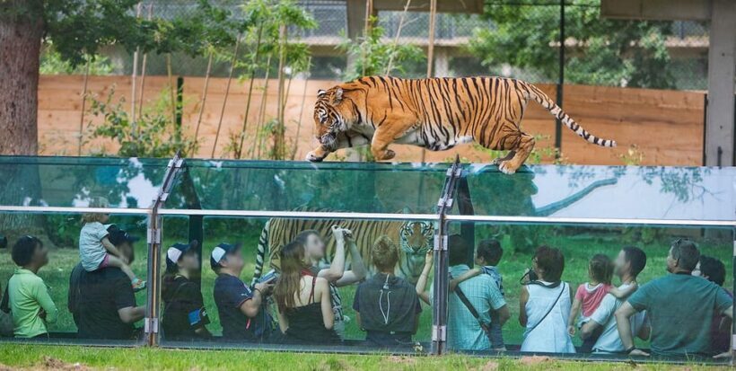 Paris: Thoiry Castle and Safari Park Private Tour - Authentic Experiences from Other Travelers