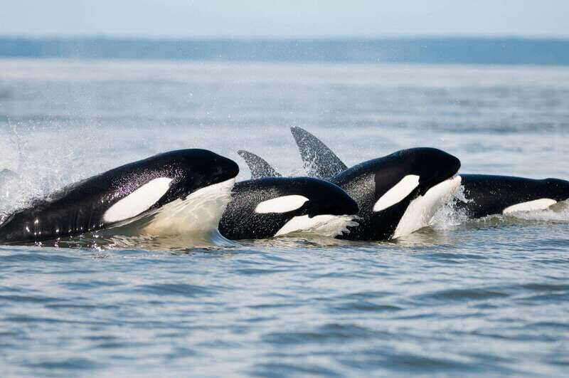 Parksville: Half-Day Whale and Wildlife Adventure - An In-Depth Look at the Experience