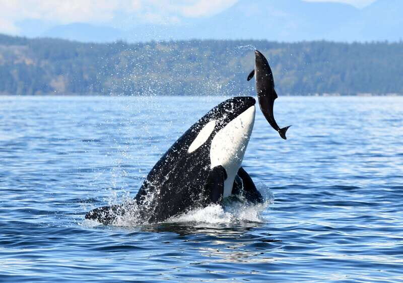 Parksville: Half-Day Whale and Wildlife Adventure - Summary: Who Is This Tour Best For?