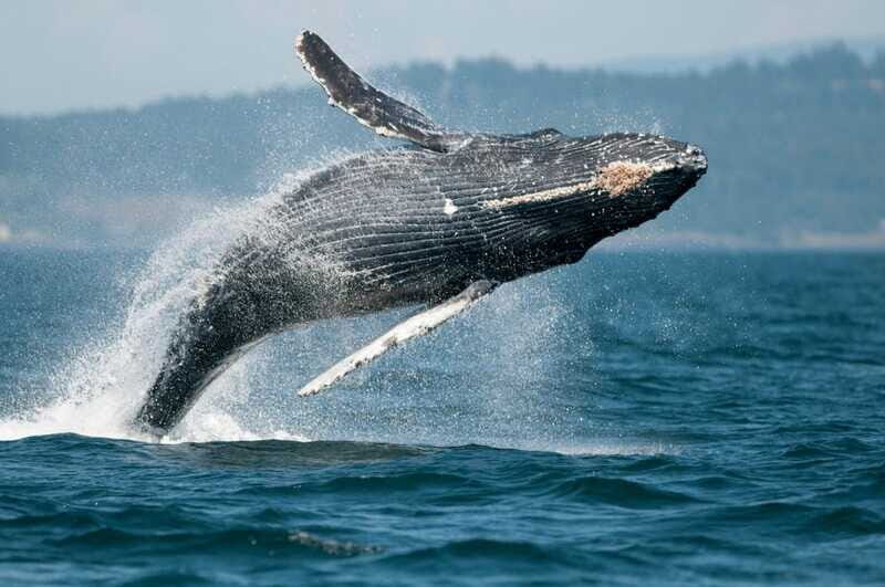 Parksville: Half-Day Whale and Wildlife Adventure - Final Thoughts