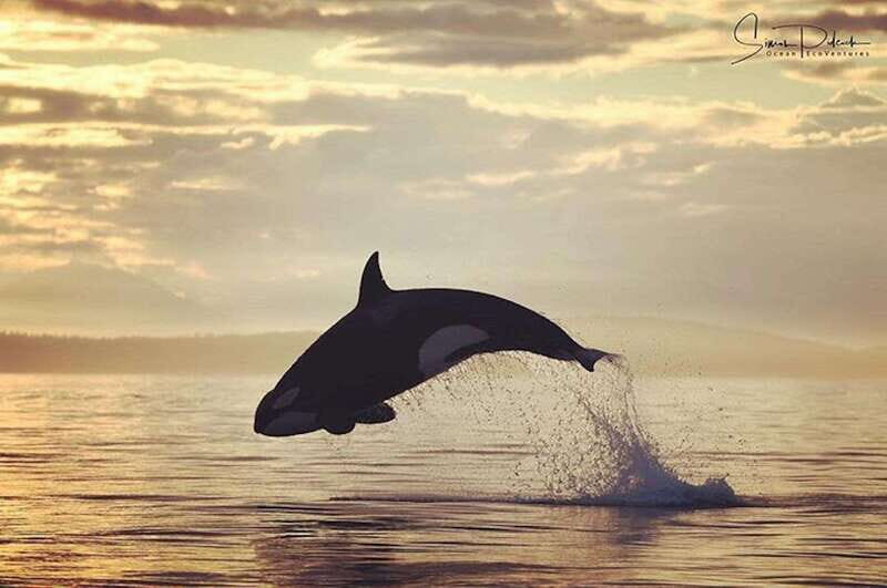 Parksville: Sunset Whale and Wildlife Adventure - An In-Depth Look at the Sunset Whale and Wildlife Adventure