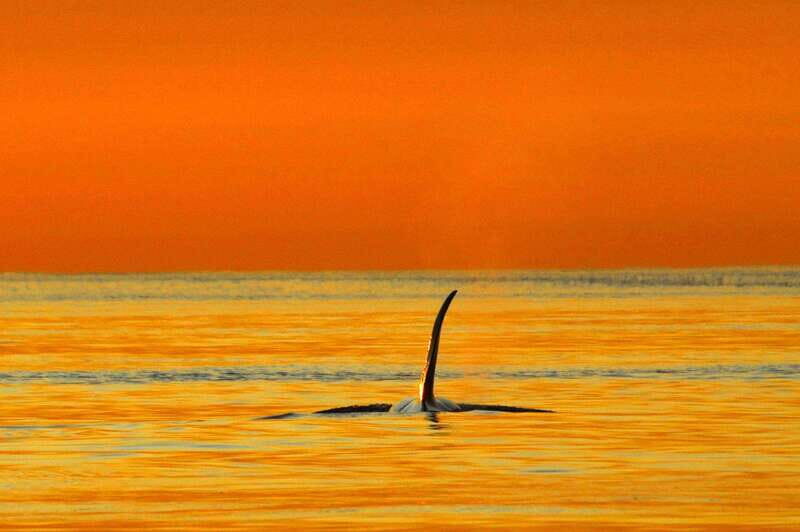 Parksville: Sunset Whale and Wildlife Adventure - Final Thoughts