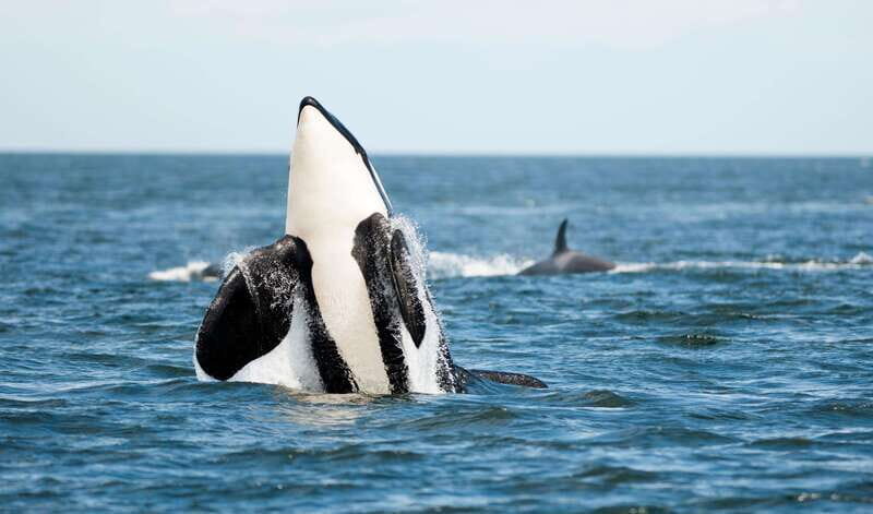 Parksville: Sunset Whale and Wildlife Adventure - FAQ