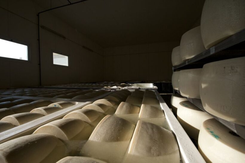 Parma: Traditional Cheese Factory Visit with Tasting - Who Will Love This Tour?