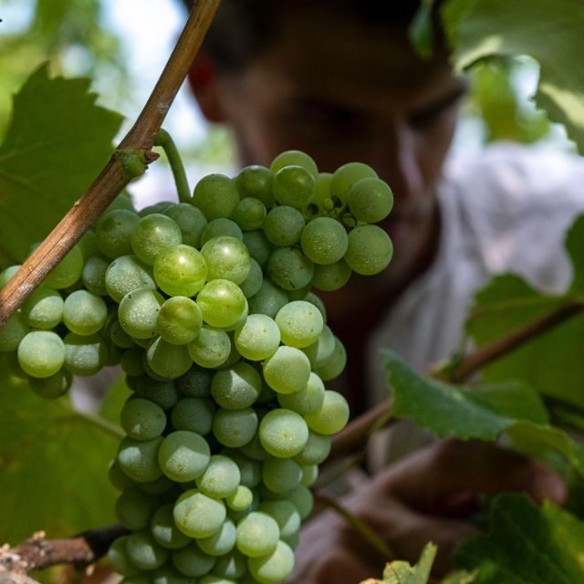 Parma: Winery Tour and tasting - Why You’ll Love This Experience