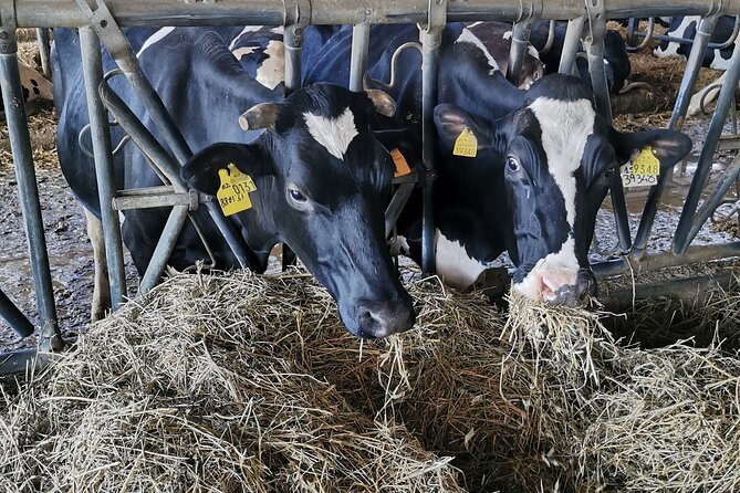 Parmigiano Wine and Balsamic Vinegar Experience From Bologna - Transportation and Logistics